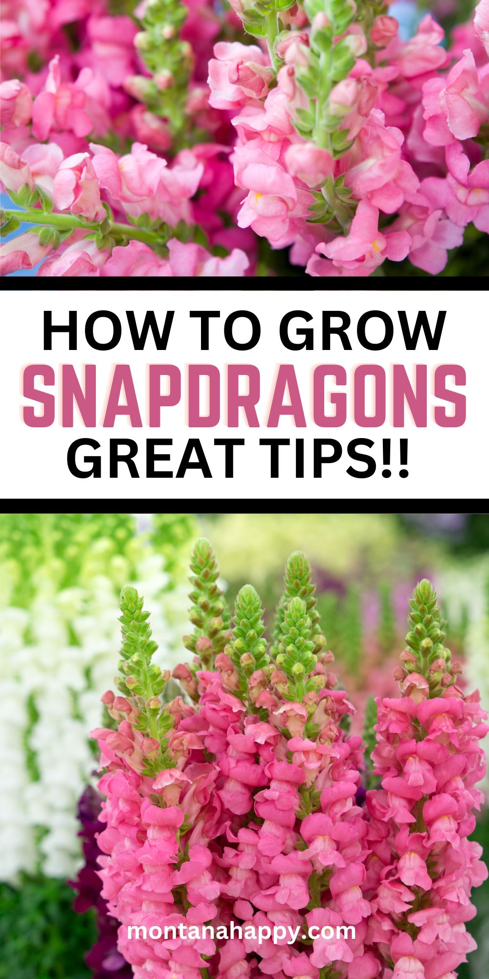 13 Tips on How to Grow Snapdragons | Montana Happy