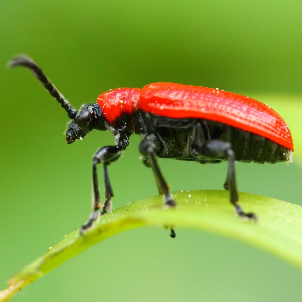 29 BEST Natural Insect Repellent Plants to Grow | Montana Happy