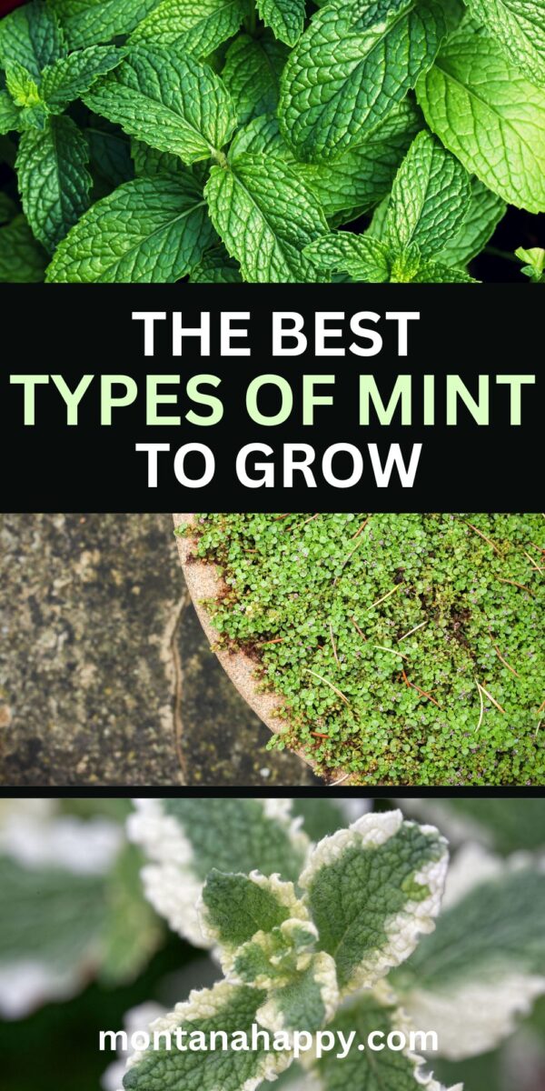 The Best Types of Mint Plants to Grow! | Montana Happy