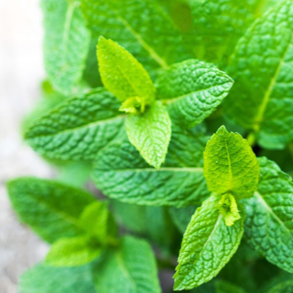 What to do with Mint Leaves? LOTS of IDEAS!!! | Montana Happy