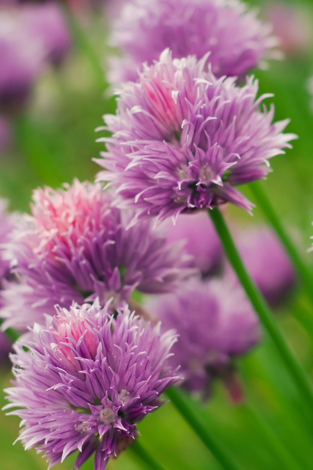 The BEST Edible Flowers to Grow | Montana Happy