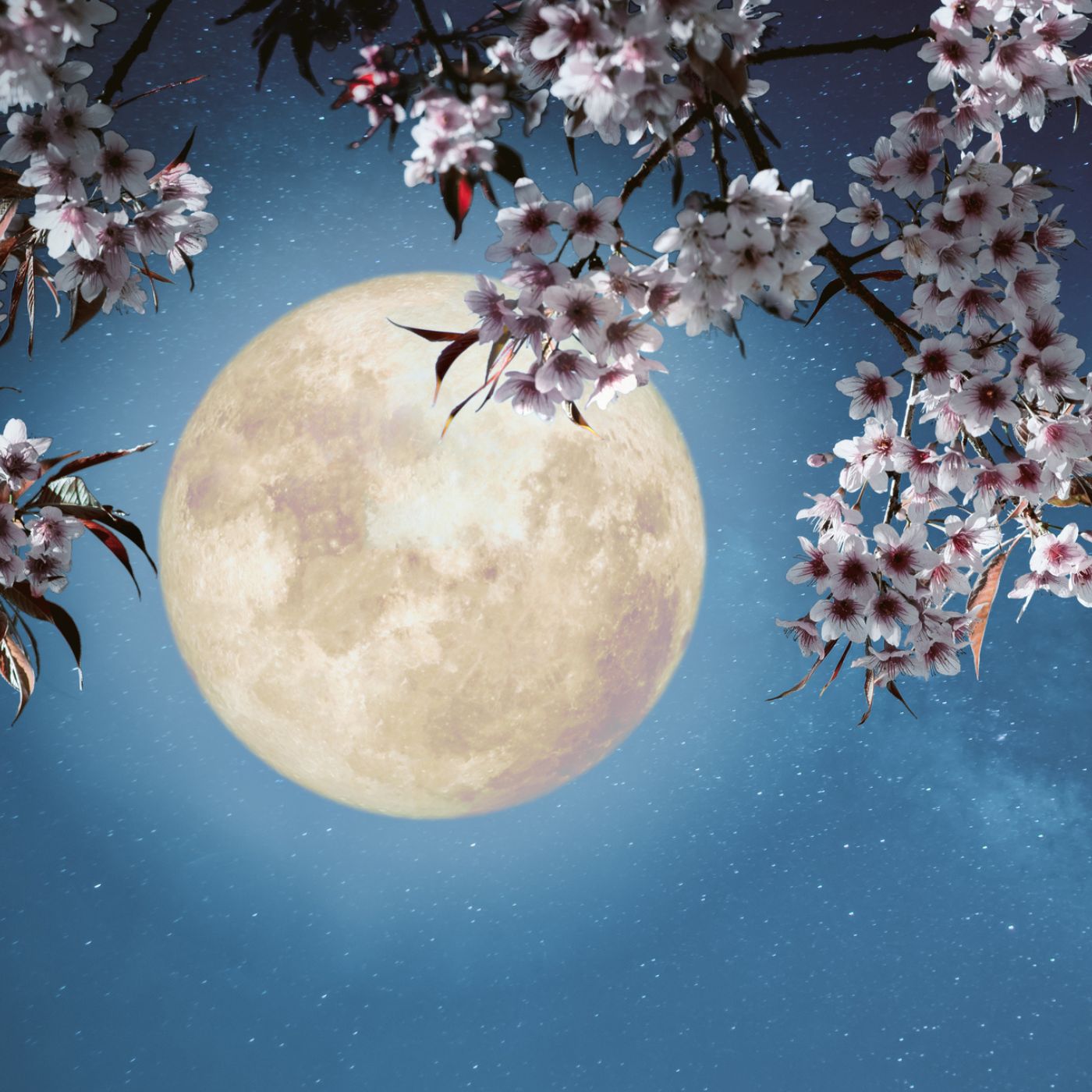 How to Create a Moonlight Garden | Montana Happy