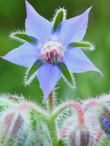 The BEST Edible Flowers to Grow | Montana Happy