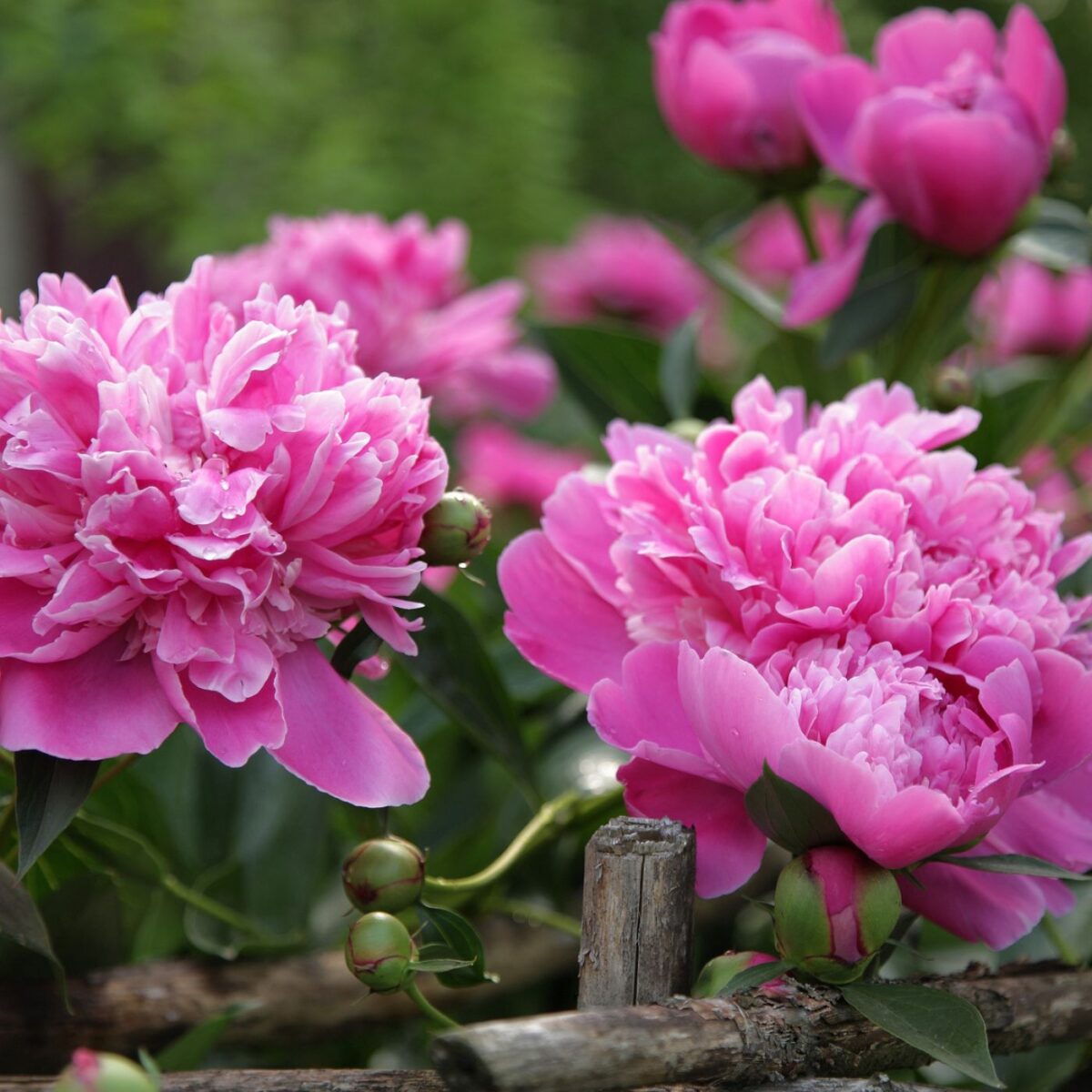 How to Create a Romantic Garden | Montana Happy