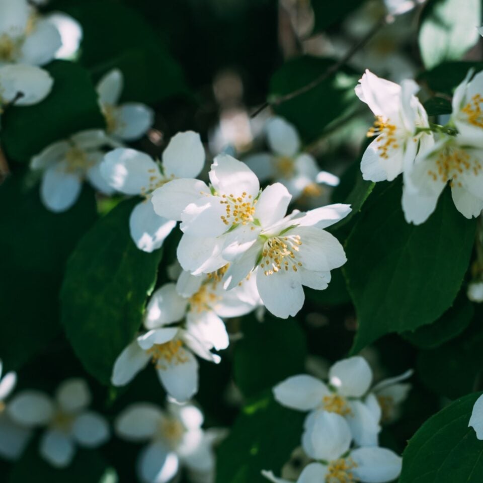How to Create a Romantic Garden | Montana Happy