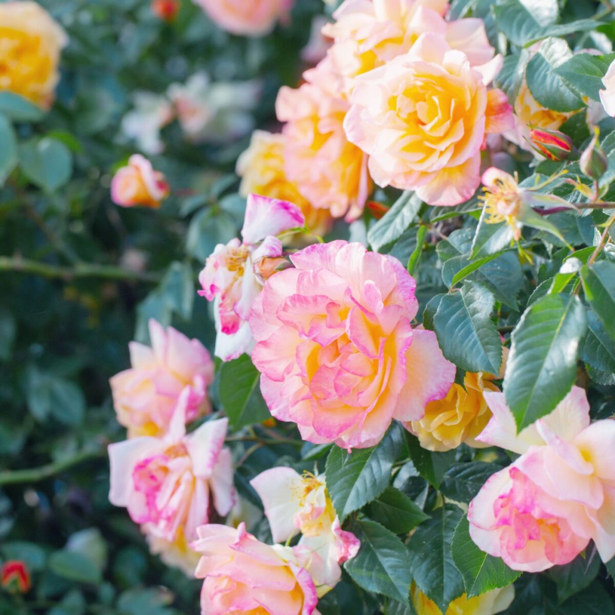 How to Create a Romantic Garden | Montana Happy