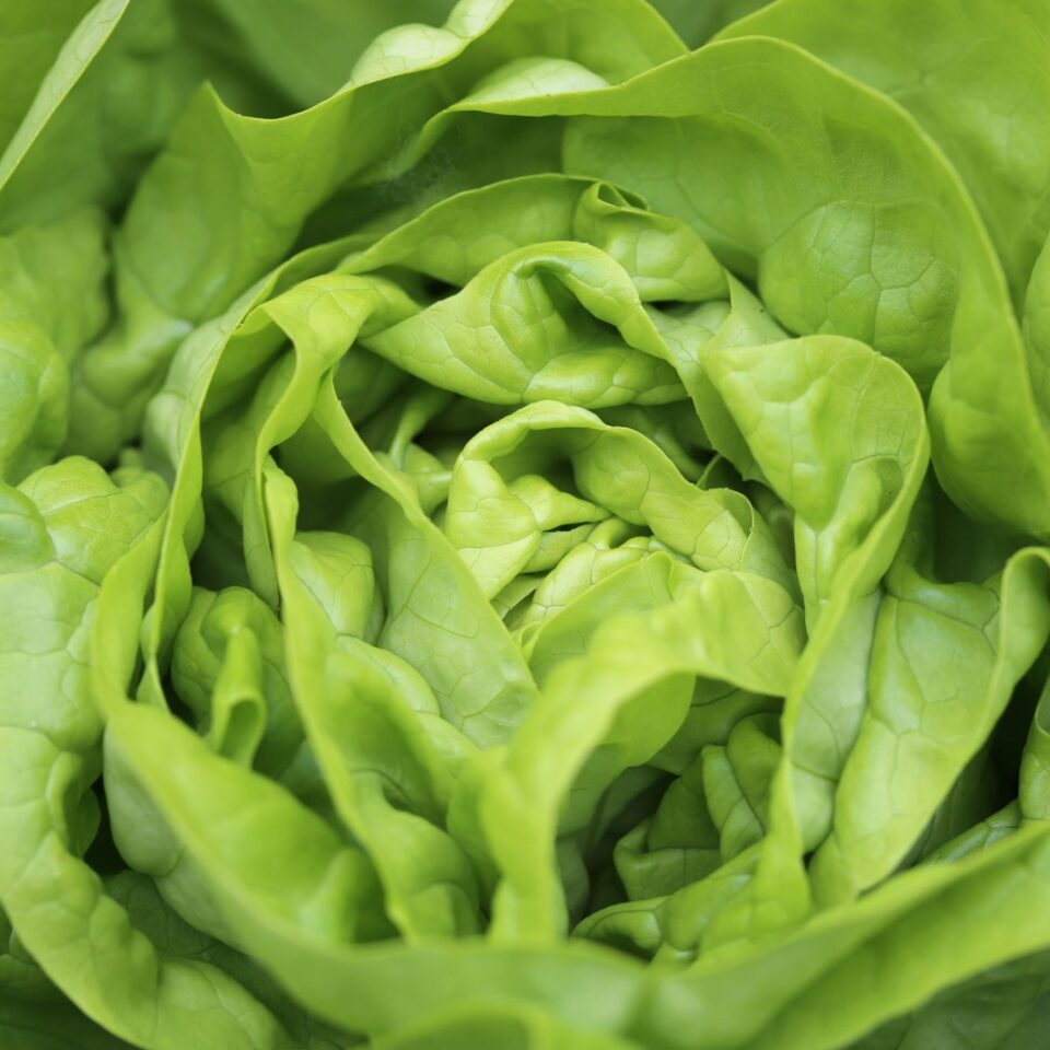 Different Types of Lettuce + Uses | Montana Happy