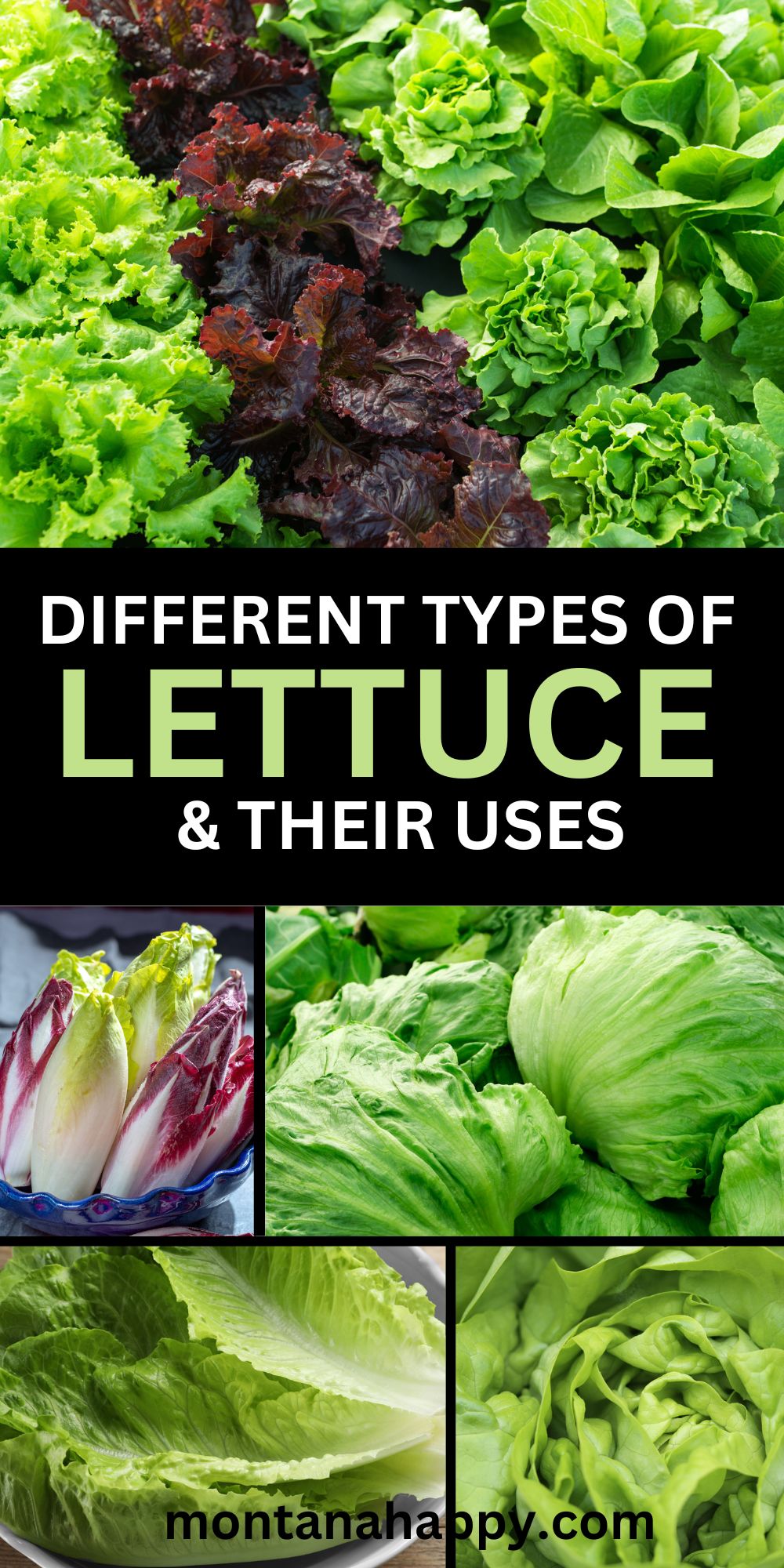 Different Types of Lettuce + Uses | Montana Happy
