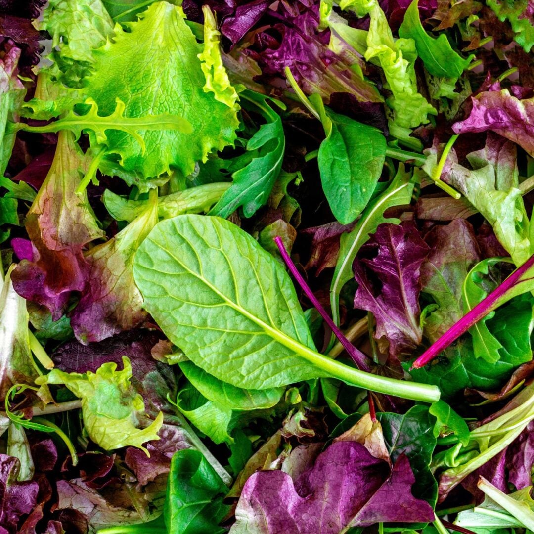 Different Types of Lettuce + Uses | Montana Happy