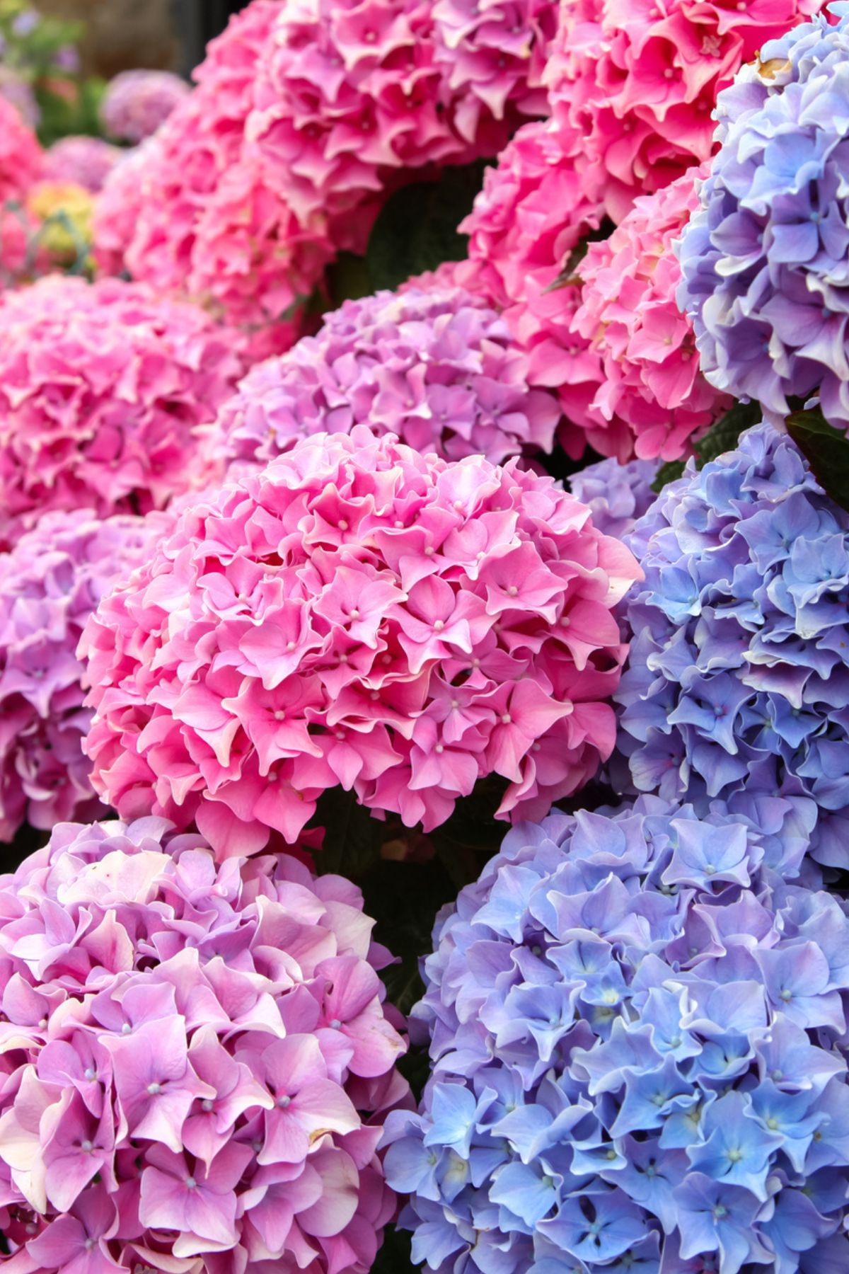 7 BEST Tips on Growing a Hydrangea Bush | Montana Happy