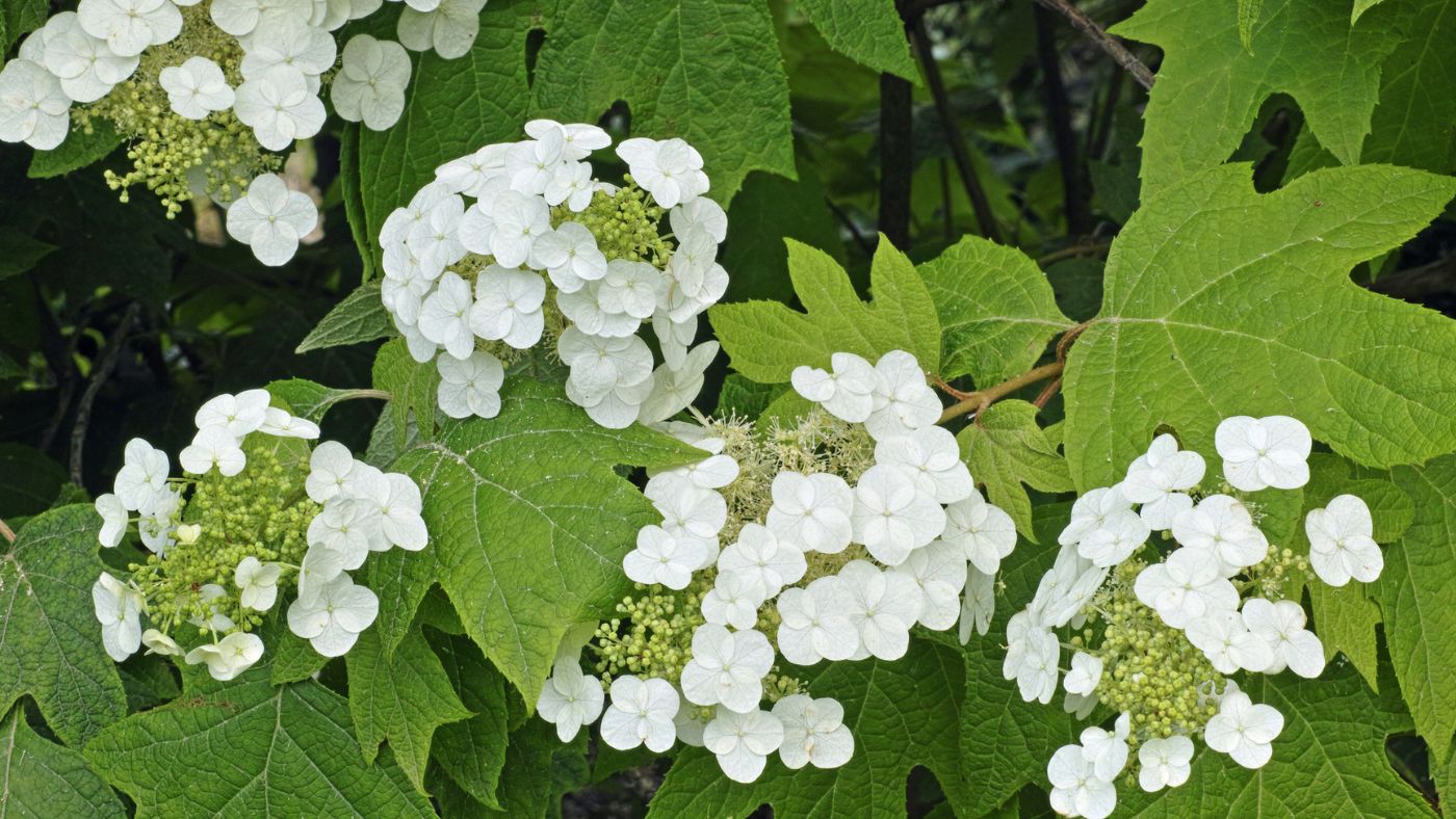 7 BEST Tips on Growing a Hydrangea Bush | Montana Happy