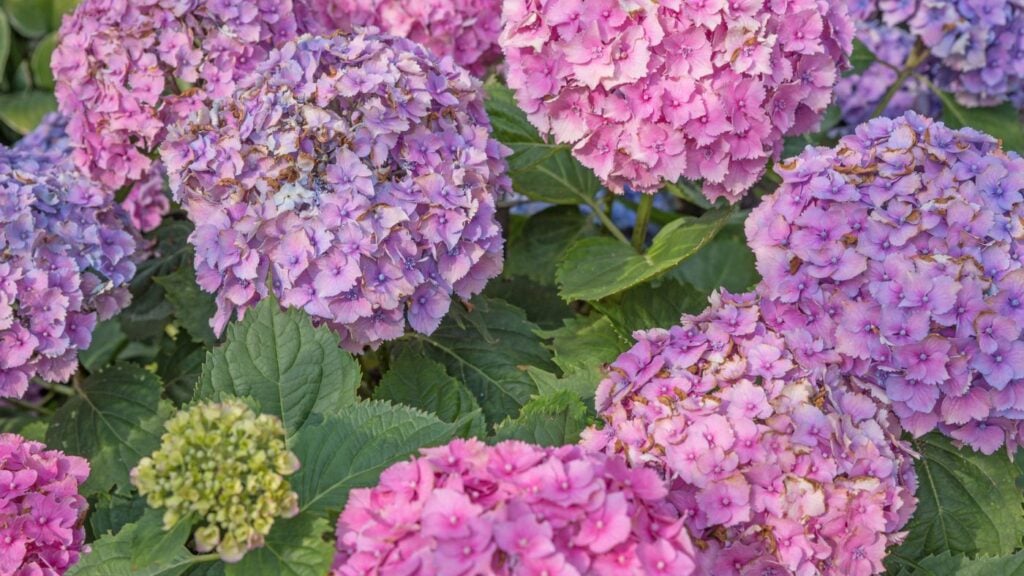 7 BEST Tips on Growing a Hydrangea Bush | Montana Happy