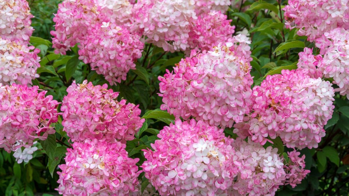 7 BEST Tips on Growing a Hydrangea Bush | Montana Happy
