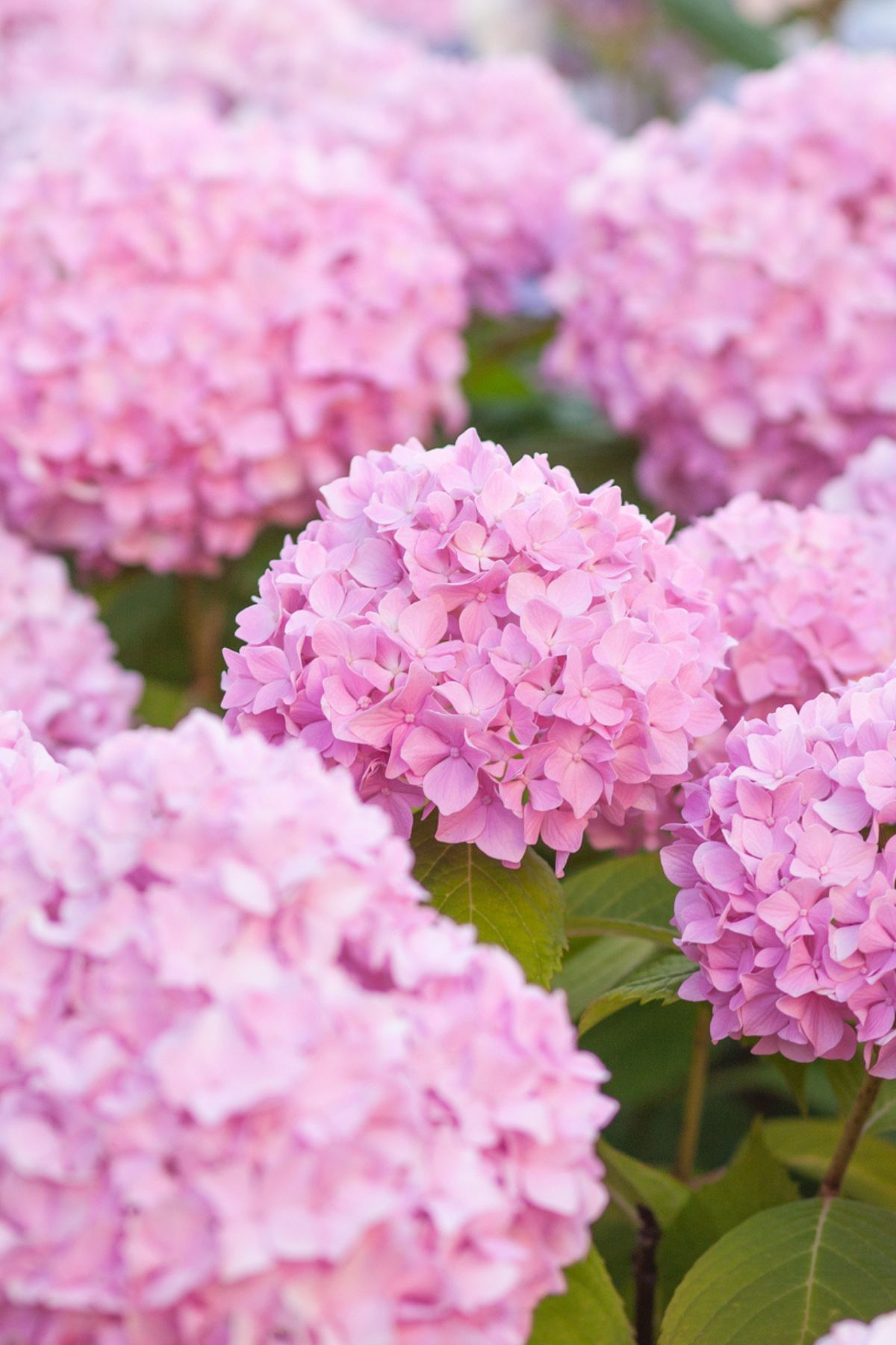 7 BEST Tips on Growing a Hydrangea Bush | Montana Happy