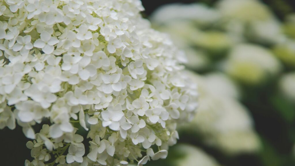 7 BEST Tips on Growing a Hydrangea Bush | Montana Happy