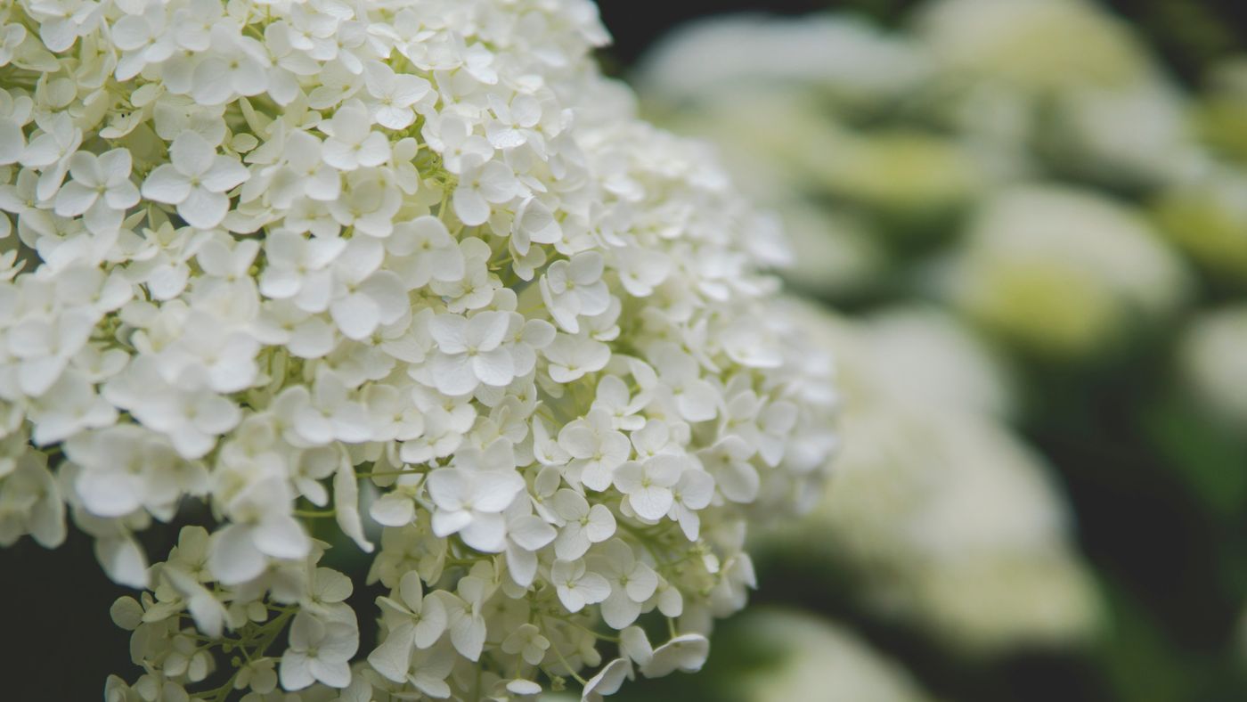 7 BEST Tips on Growing a Hydrangea Bush | Montana Happy
