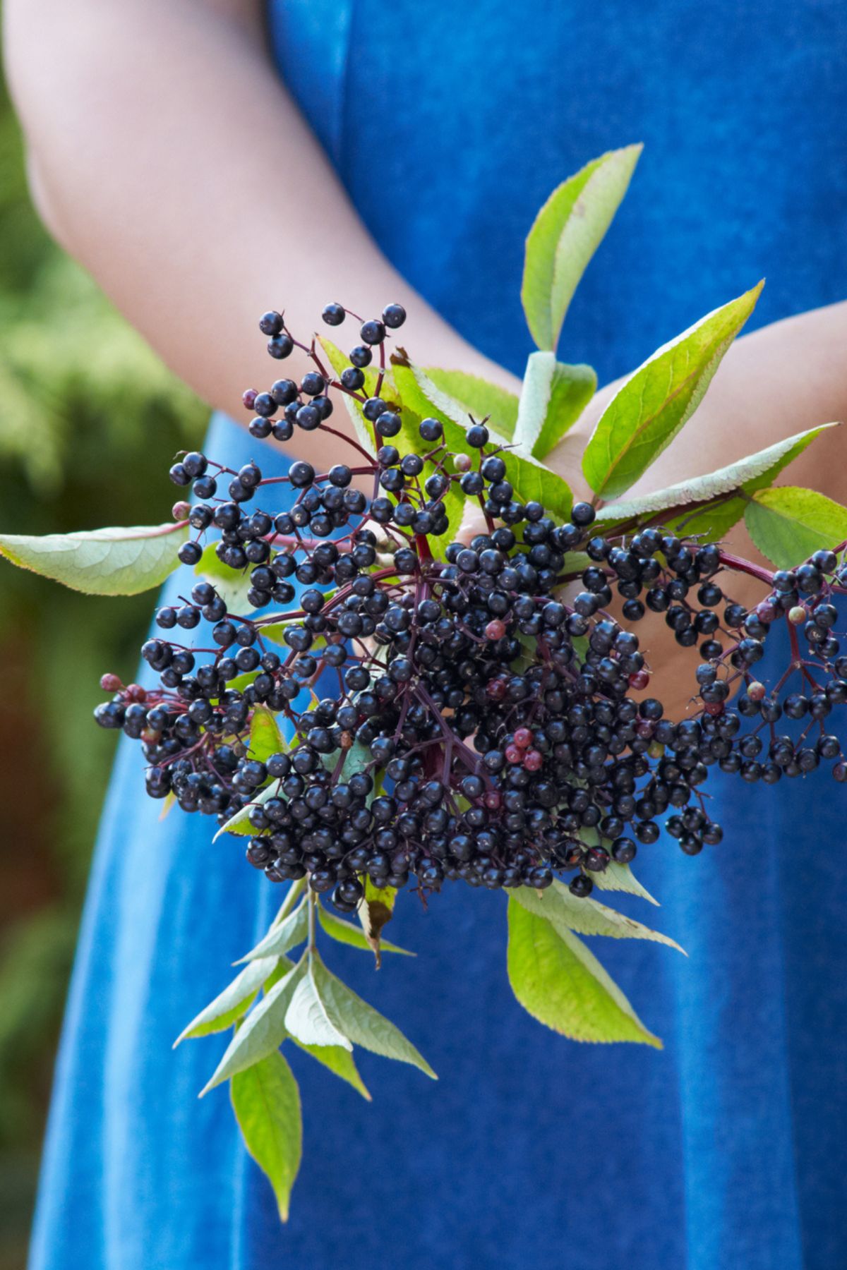 How to Grow Your Own Tea Garden - Great IDEAS! | Montana Happy