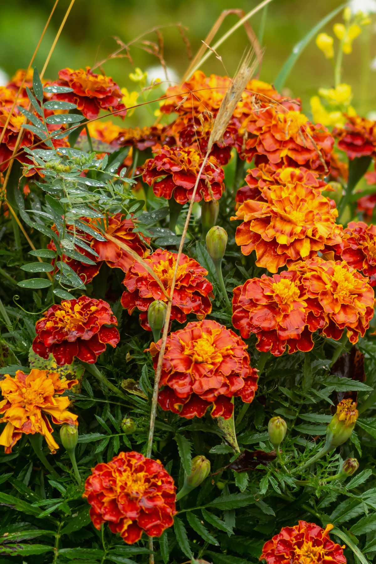 How to Save Marigold Seeds - EASY Steps! | Montana Happy