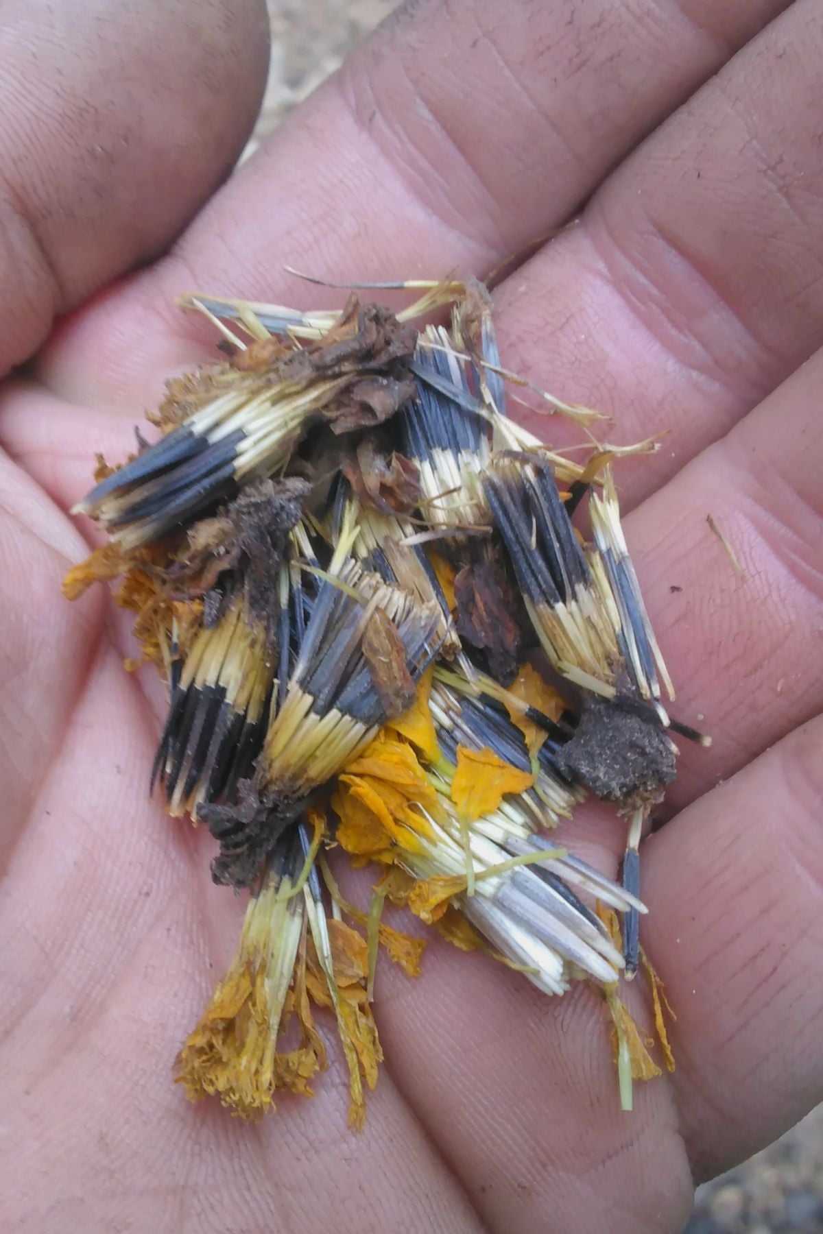 How to Save Marigold Seeds - EASY Steps! | Montana Happy