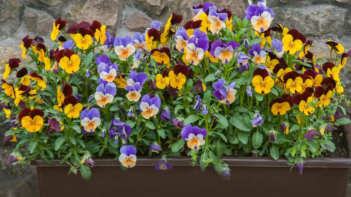 10 Tips on Growing Violas | Montana Happy
