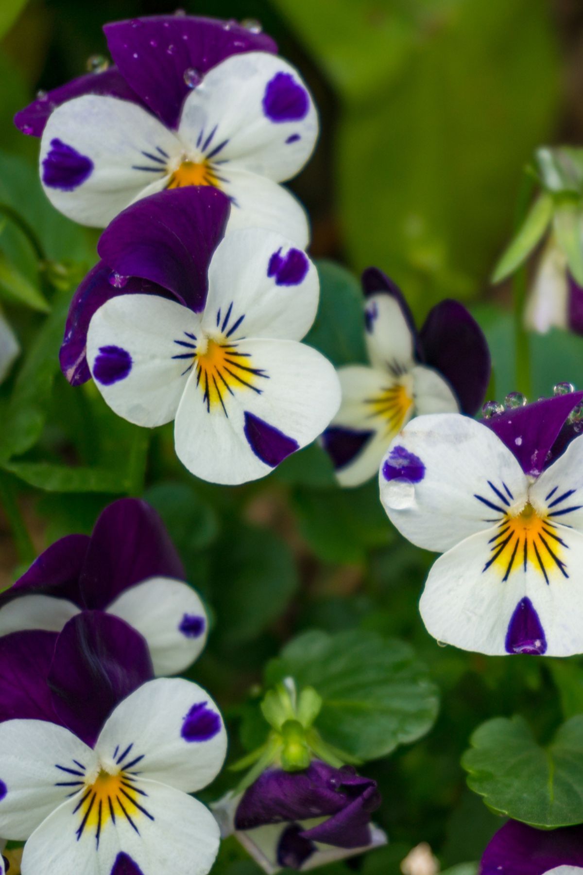 10 Tips on Growing Violas | Montana Happy