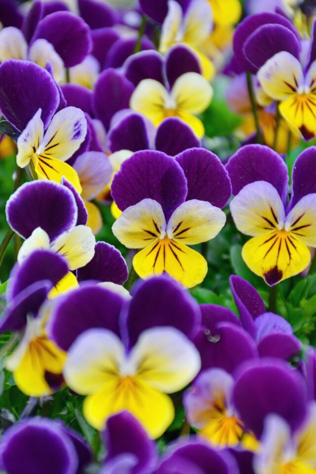 10 Tips on Growing Violas | Montana Happy