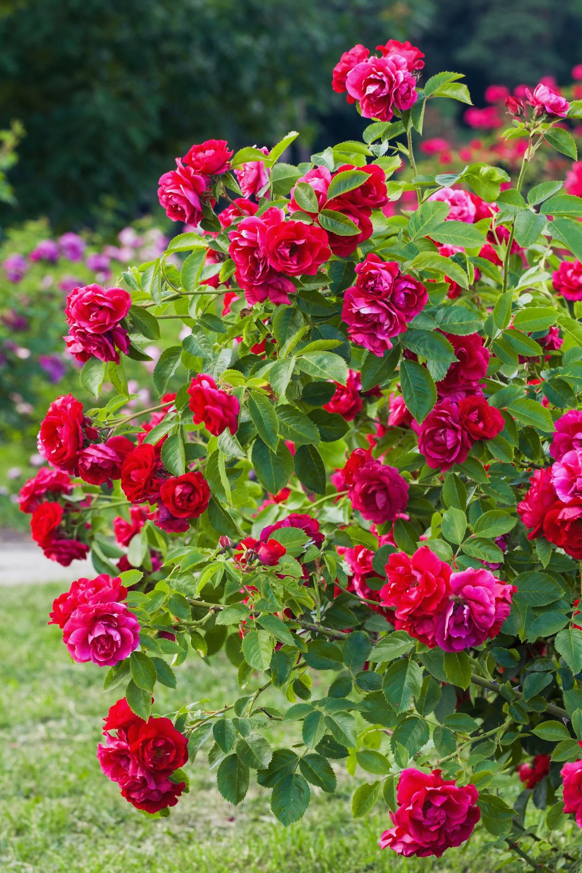 31 Secrets on Growing Roses in 2025 | Montana Happy