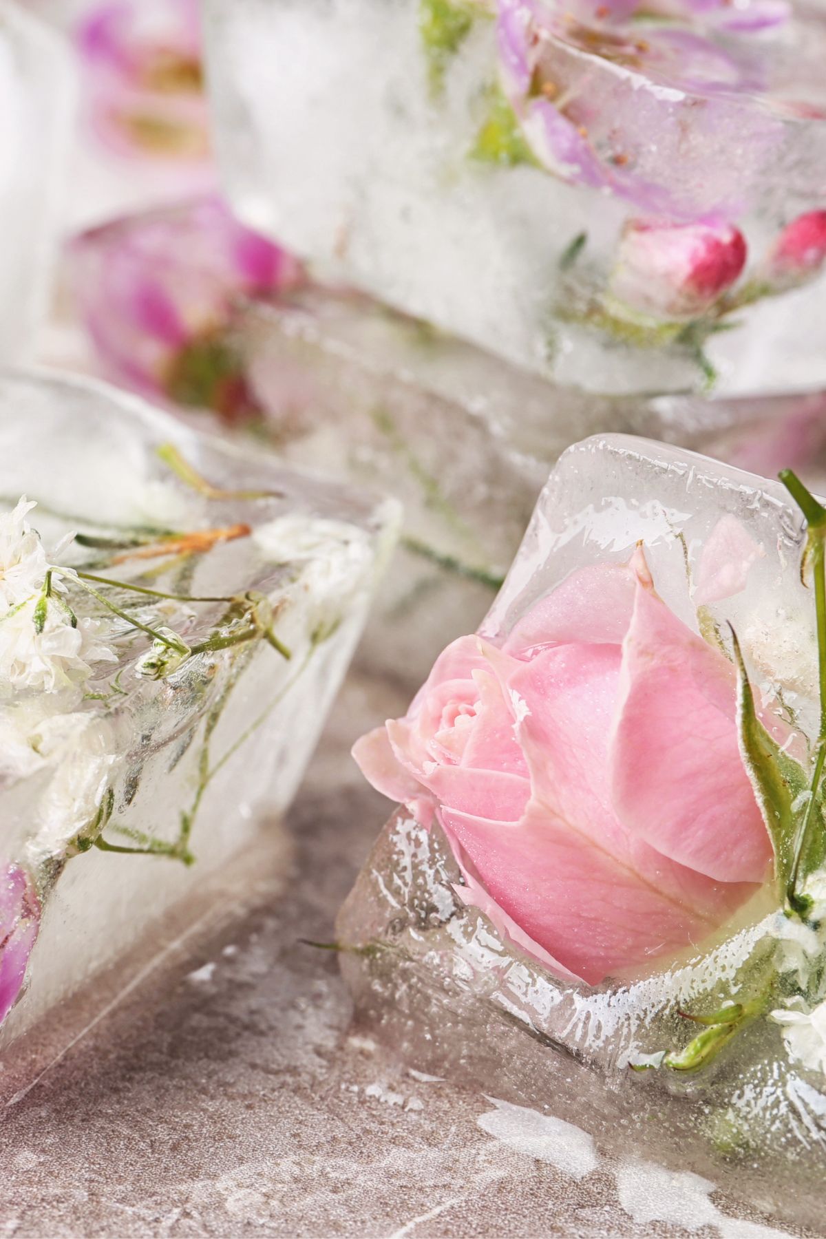 The BEST Edible Flowers to Grow | Montana Happy