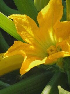 The BEST Edible Flowers to Grow | Montana Happy