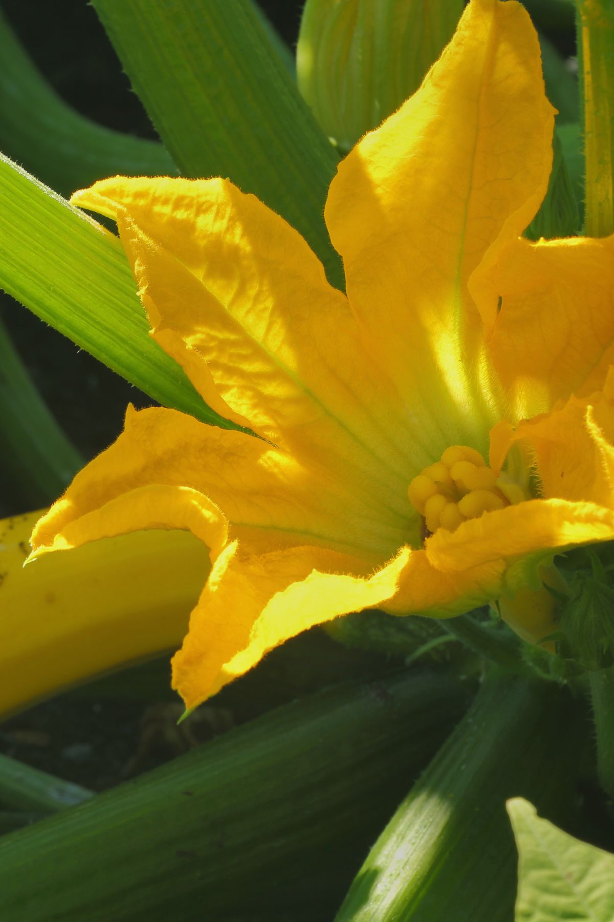 The BEST Edible Flowers to Grow | Montana Happy