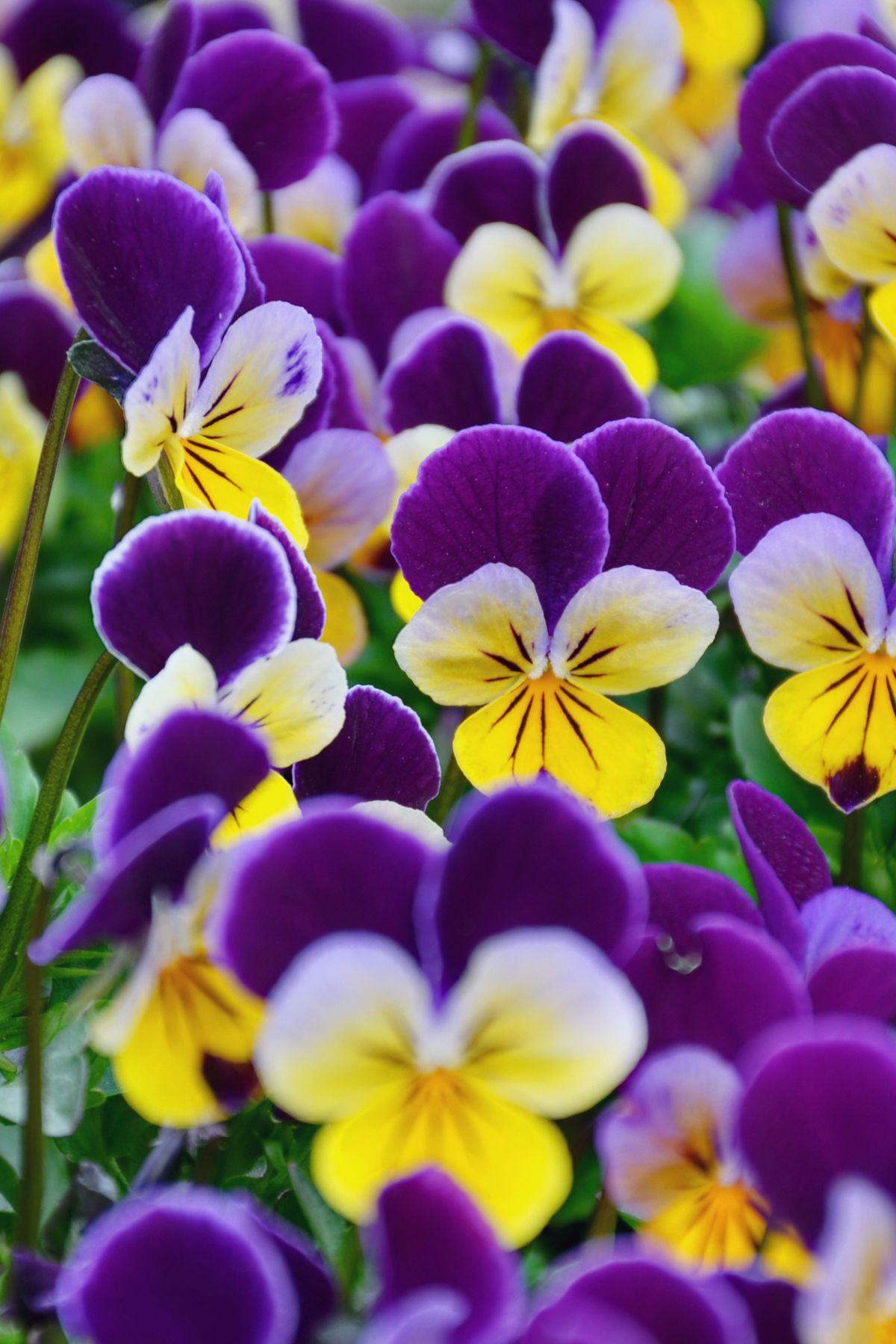 The BEST Edible Flowers to Grow | Montana Happy