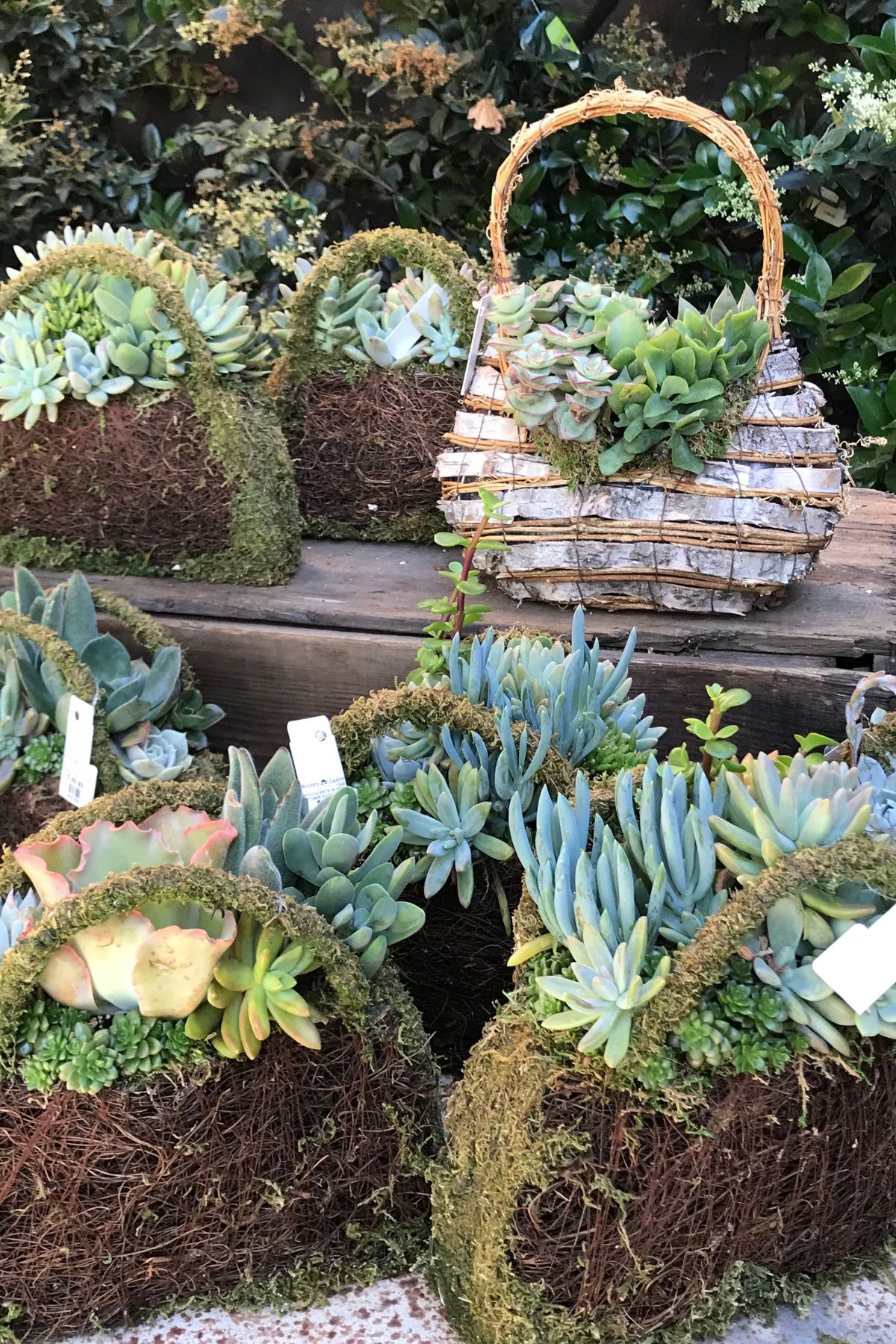 Creative Ways to Display Succulent Plants | Montana Happy