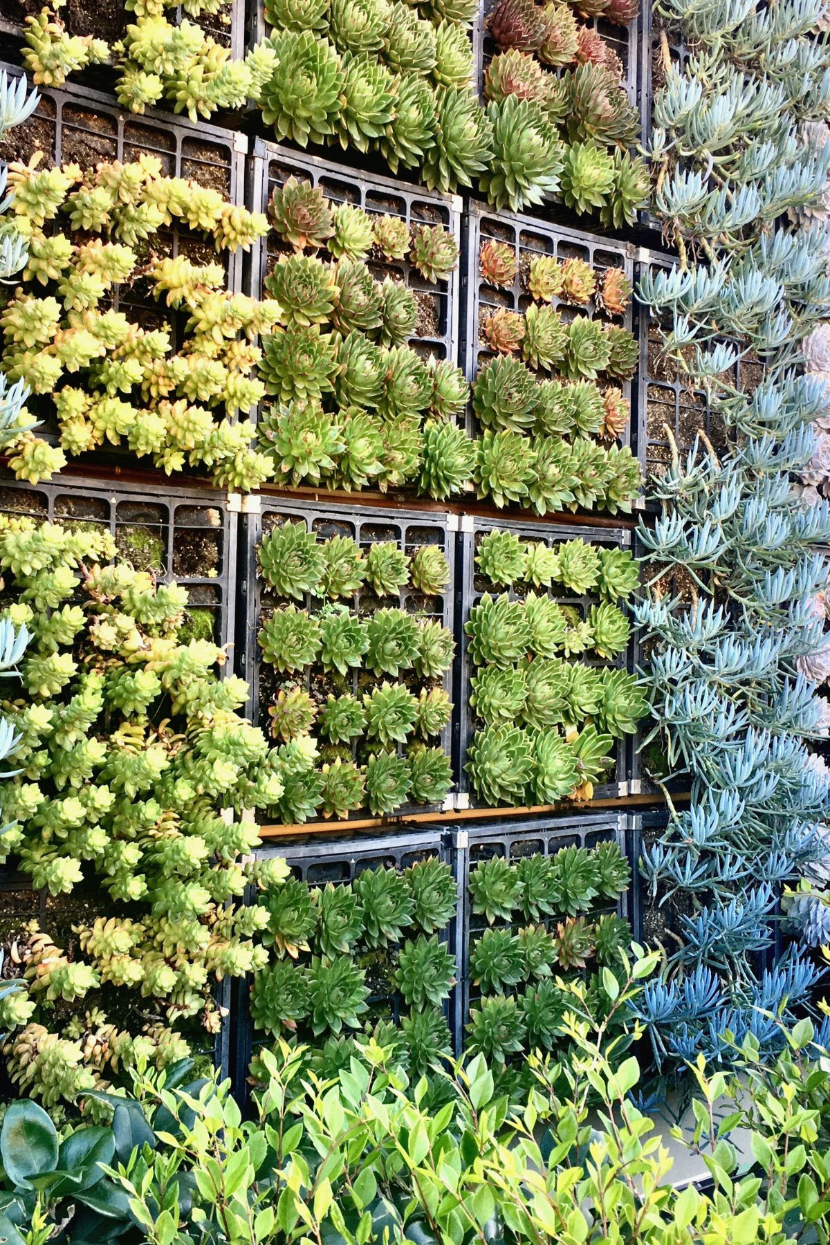 Creative Ways to Display Succulent Plants | Montana Happy