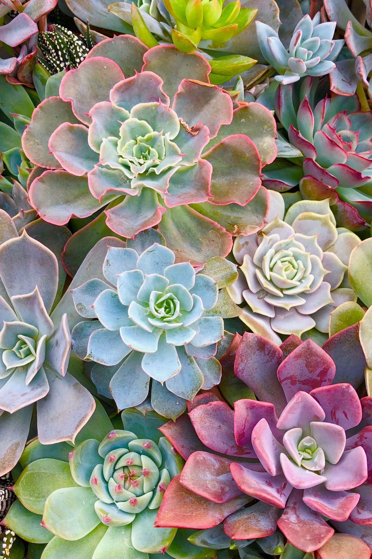 Creative Ways to Display Succulent Plants | Montana Happy