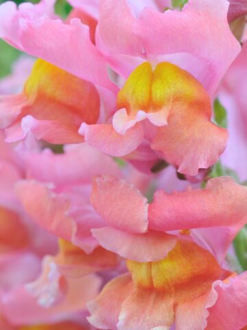 13 Tips on How to Grow Snapdragons | Montana Happy