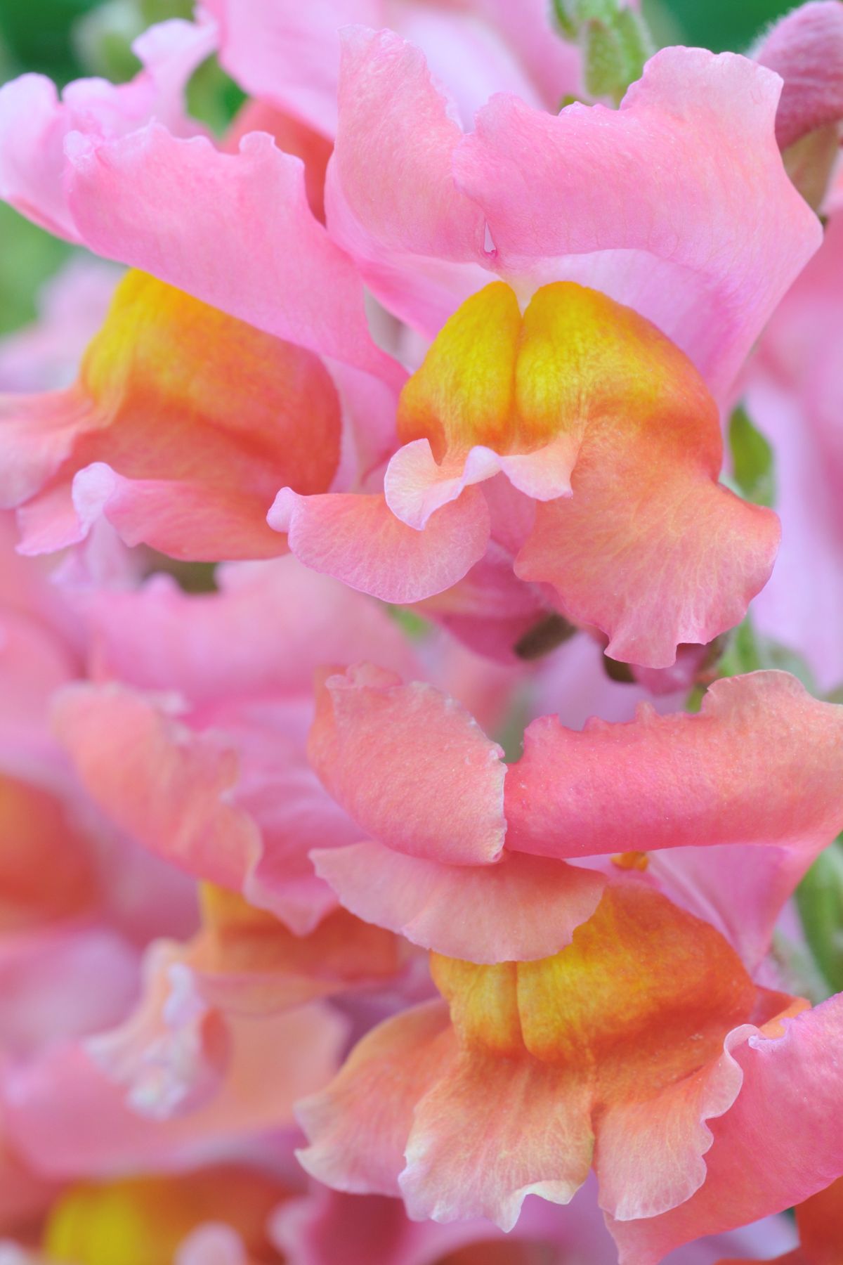 13 Tips on How to Grow Snapdragons | Montana Happy