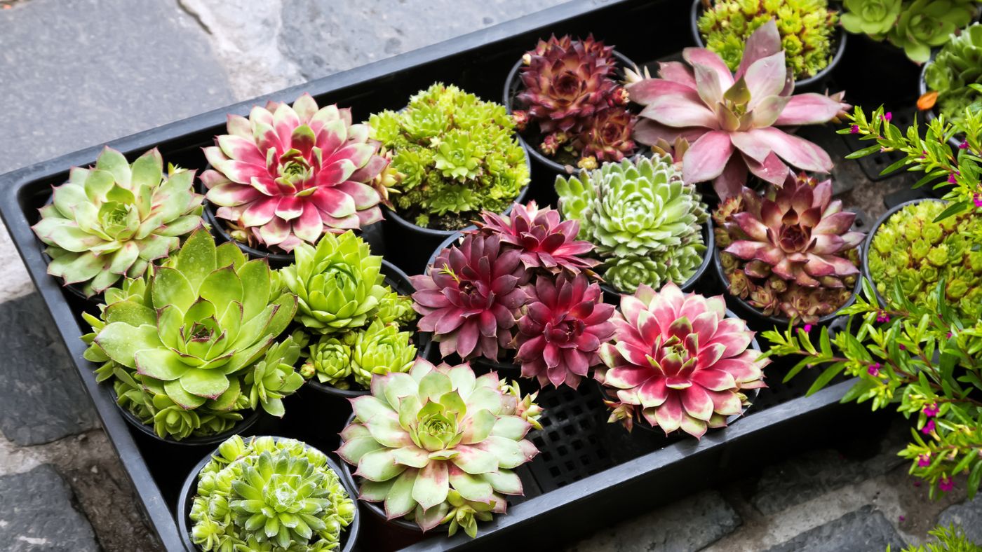 Creative Ways to Display Succulent Plants | Montana Happy