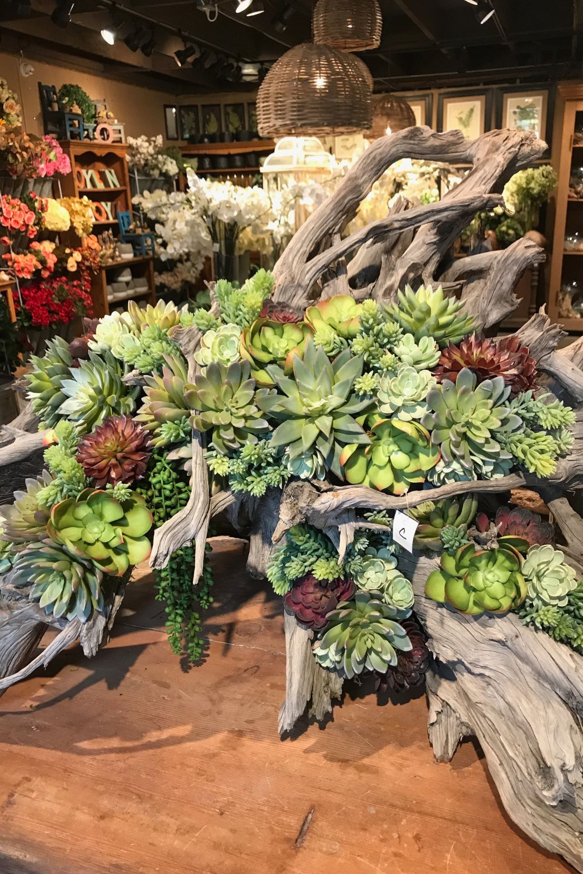Creative Ways to Display Succulent Plants | Montana Happy