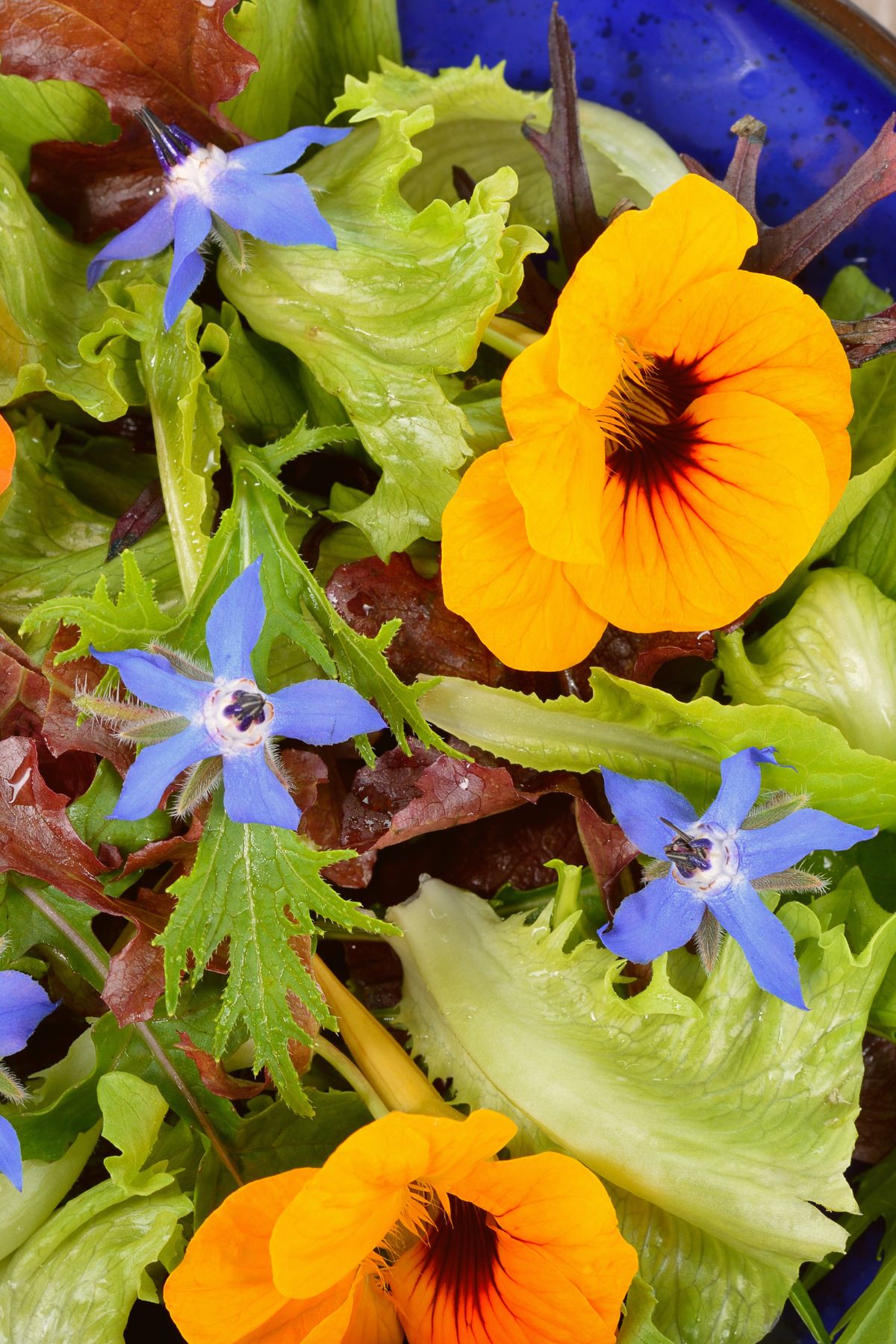 The BEST Edible Flowers to Grow | Montana Happy