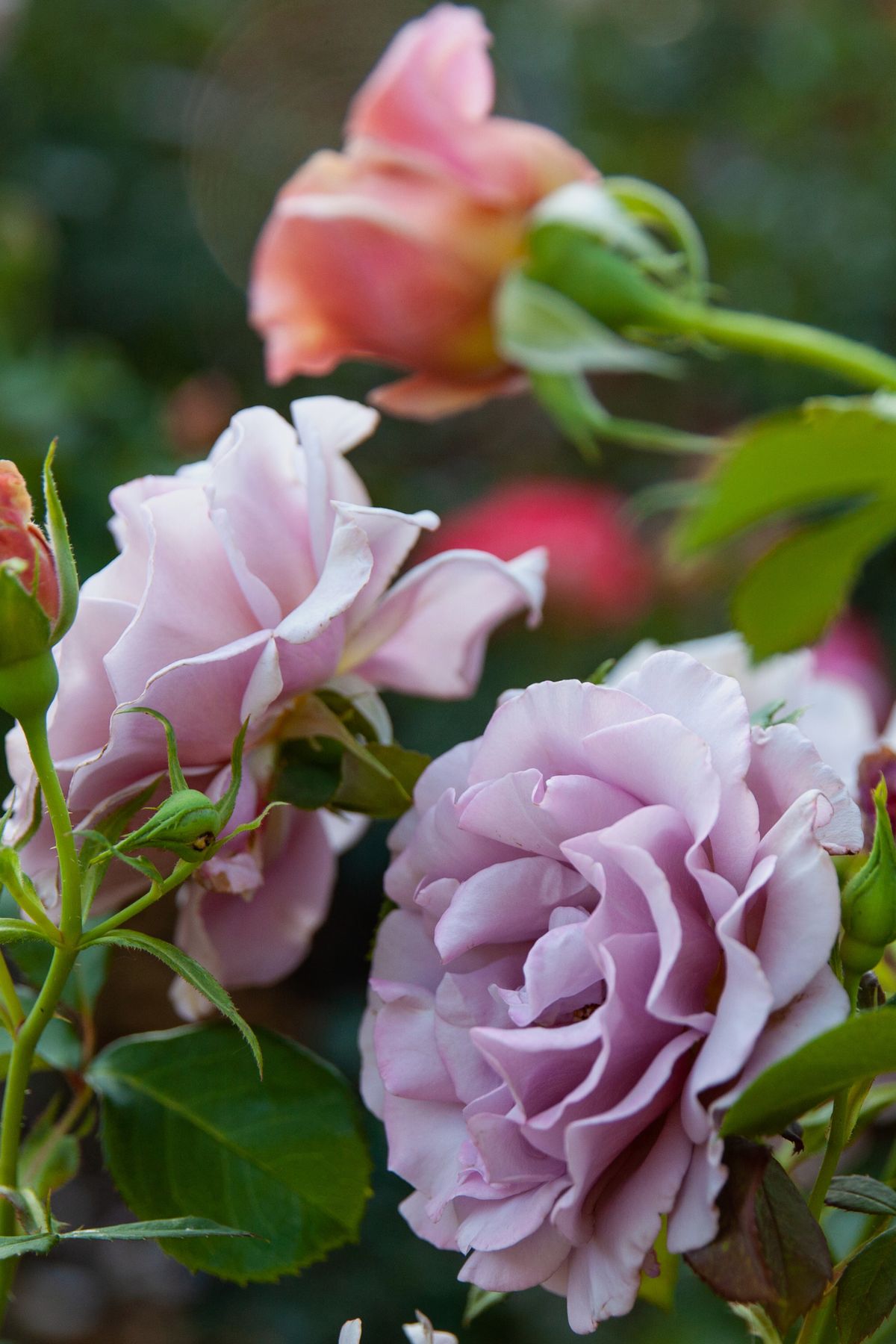31 Secrets on Growing Roses in 2024 | Montana Happy