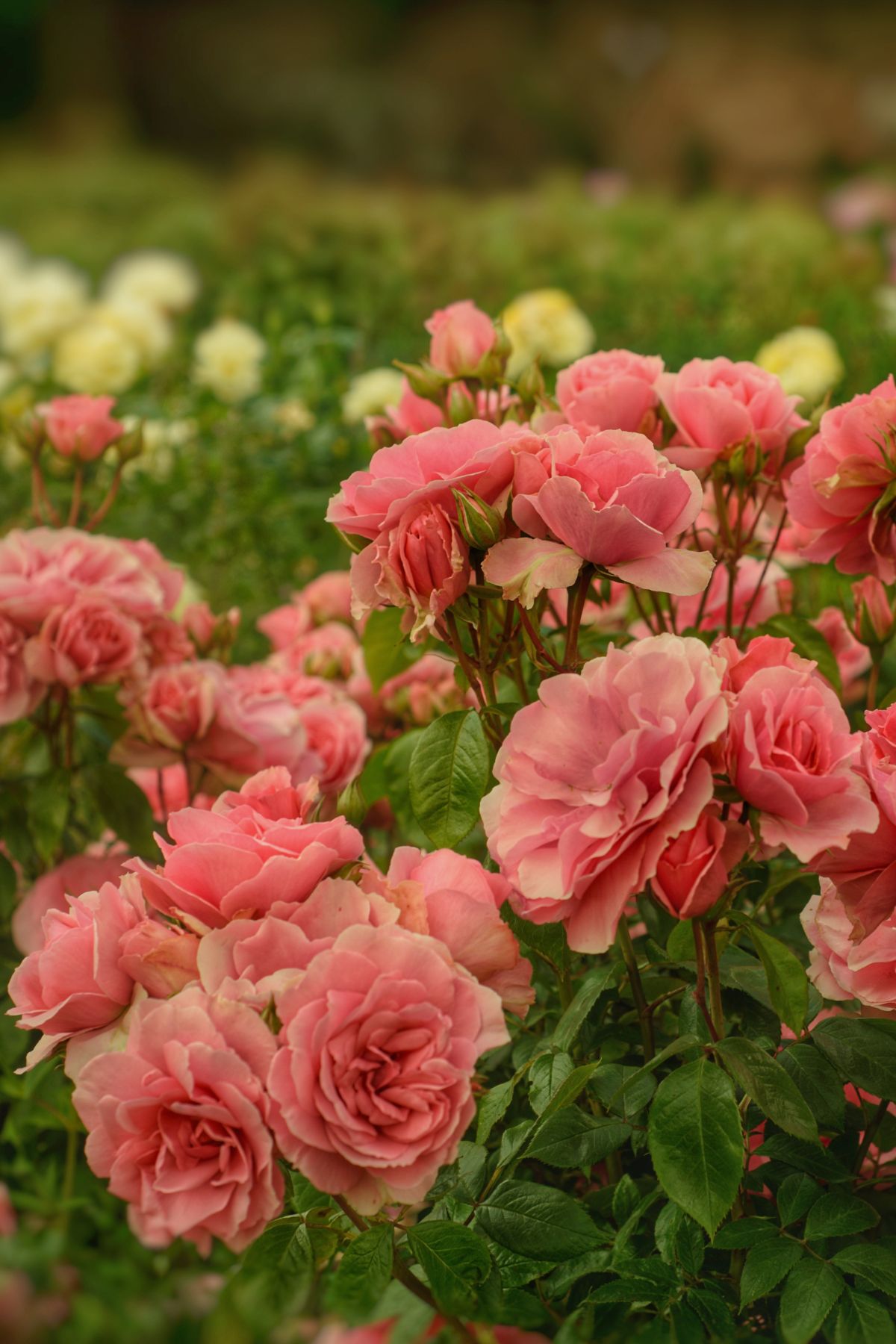 31 Secrets on Growing Roses in 2024 | Montana Happy