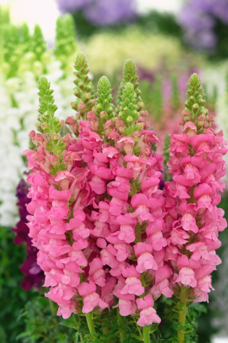 13 Tips on How to Grow Snapdragons | Montana Happy