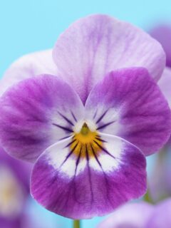10 Tips on Growing Violas | Montana Happy