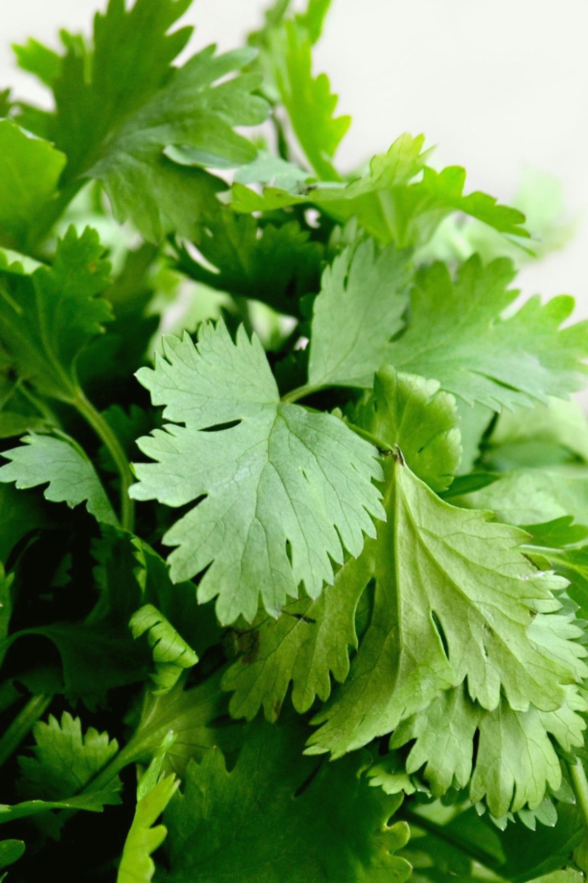 How To Grow a Salsa Garden - EASY TIPS! | Montana Happy