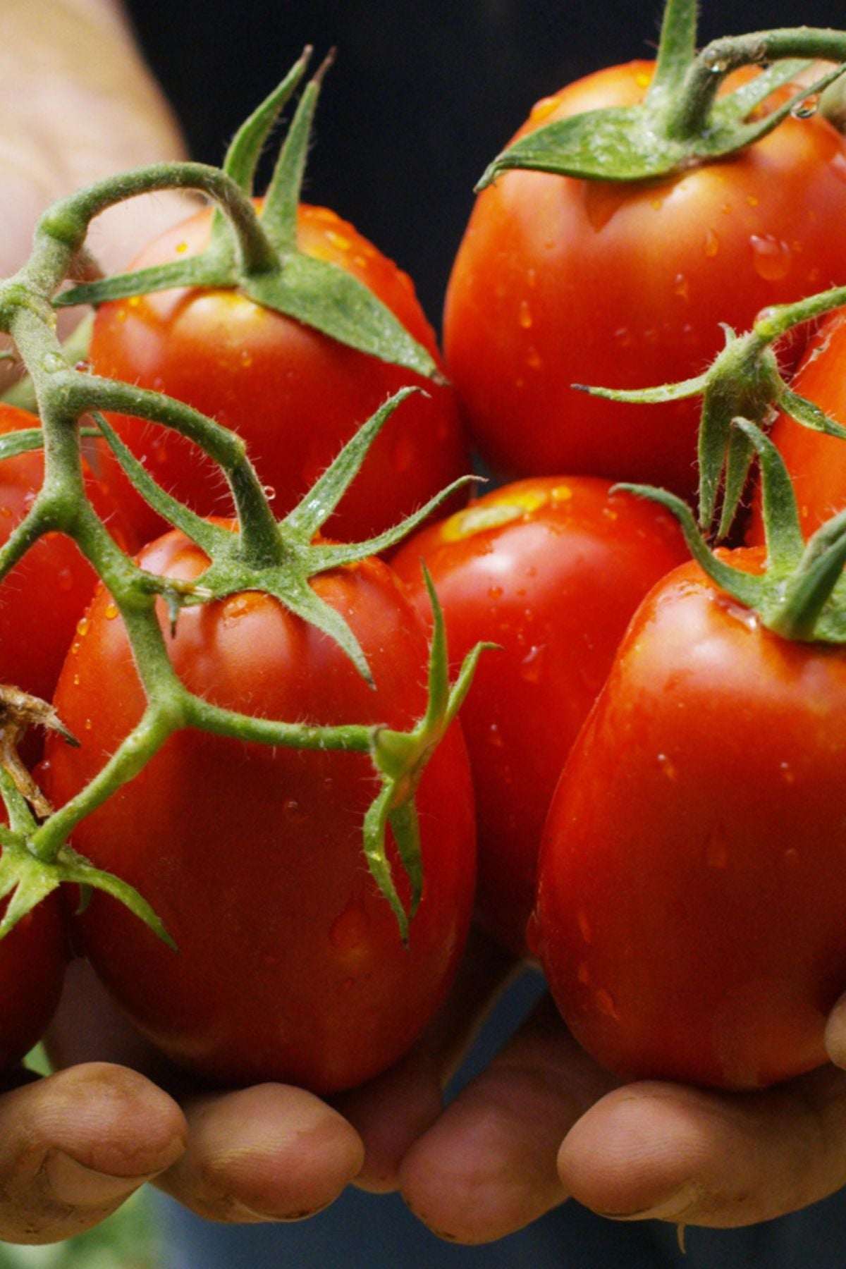 How To Grow a Salsa Garden - EASY TIPS! | Montana Happy