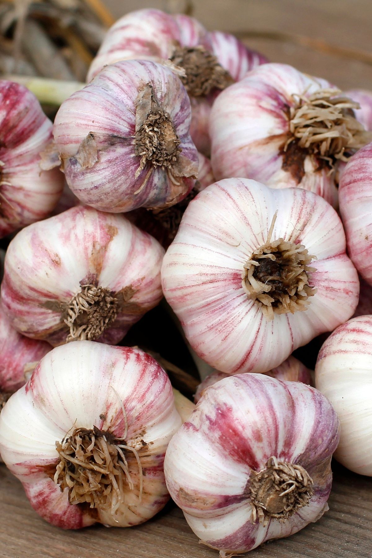 How To Grow a Salsa Garden - EASY TIPS! | Montana Happy