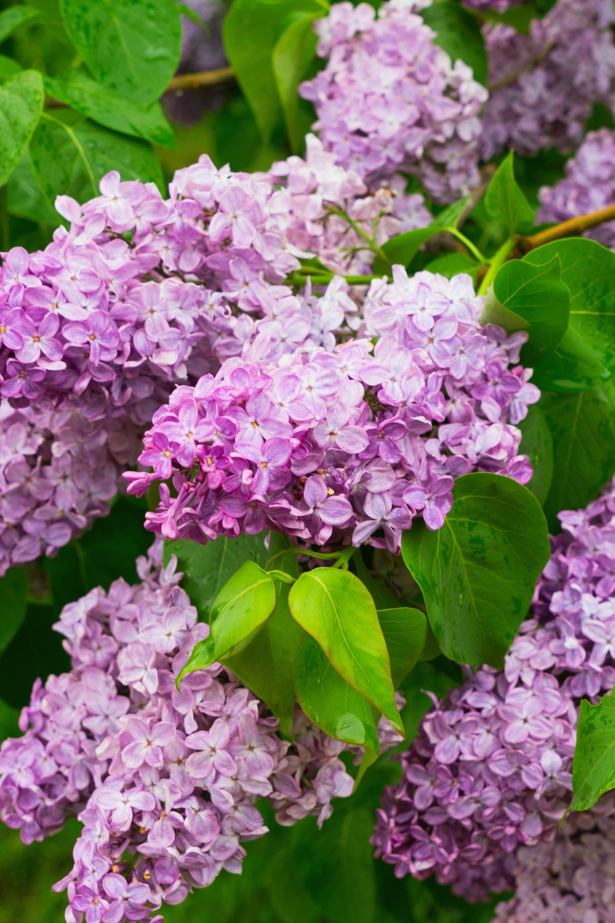 The BEST Edible Flowers to Grow | Montana Happy