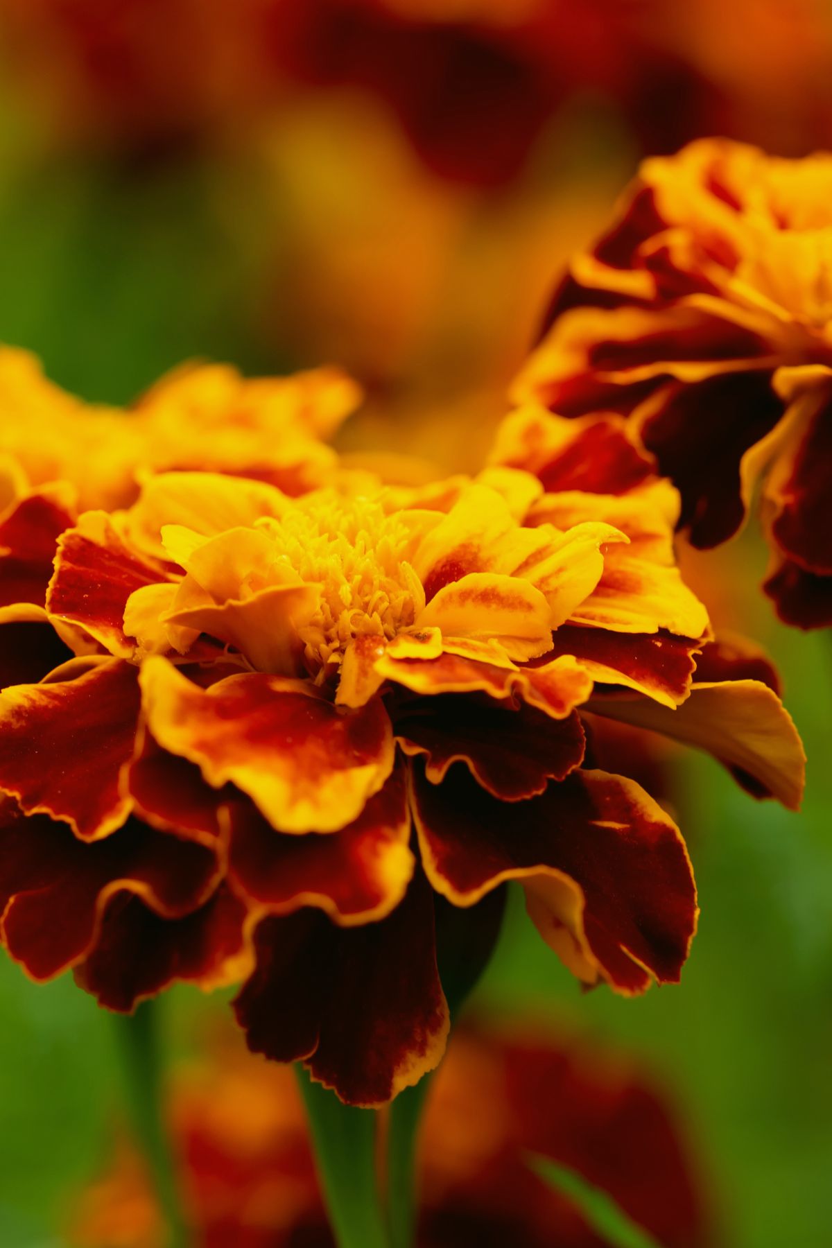 The BEST Edible Flowers to Grow | Montana Happy