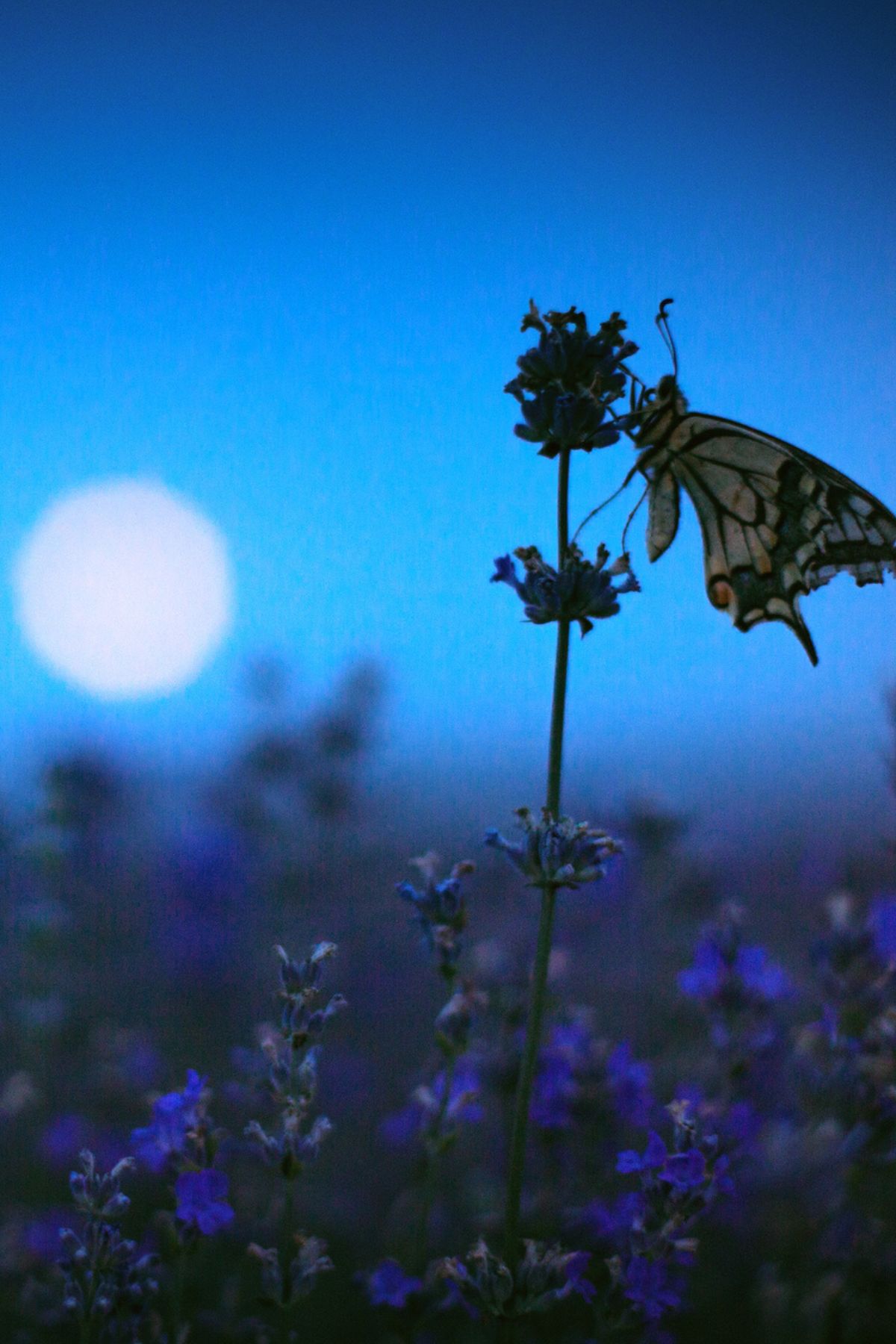 How to Create a Moonlight Garden | Montana Happy