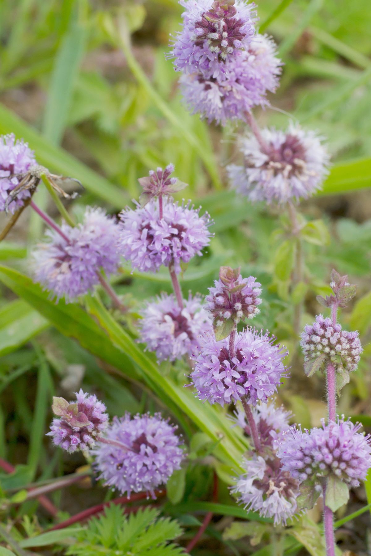 The Best Types of Mint Plants to Grow! | Montana Happy